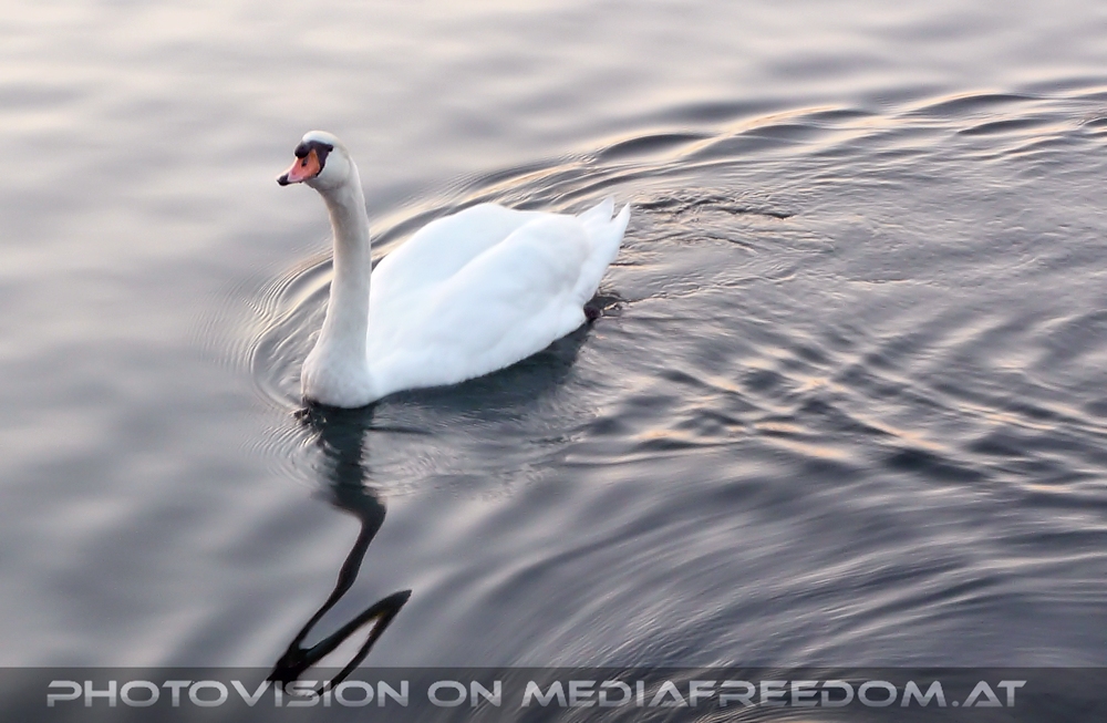 Selbstverständlich Manu 04 - Selbstverständlich - Alte Donau