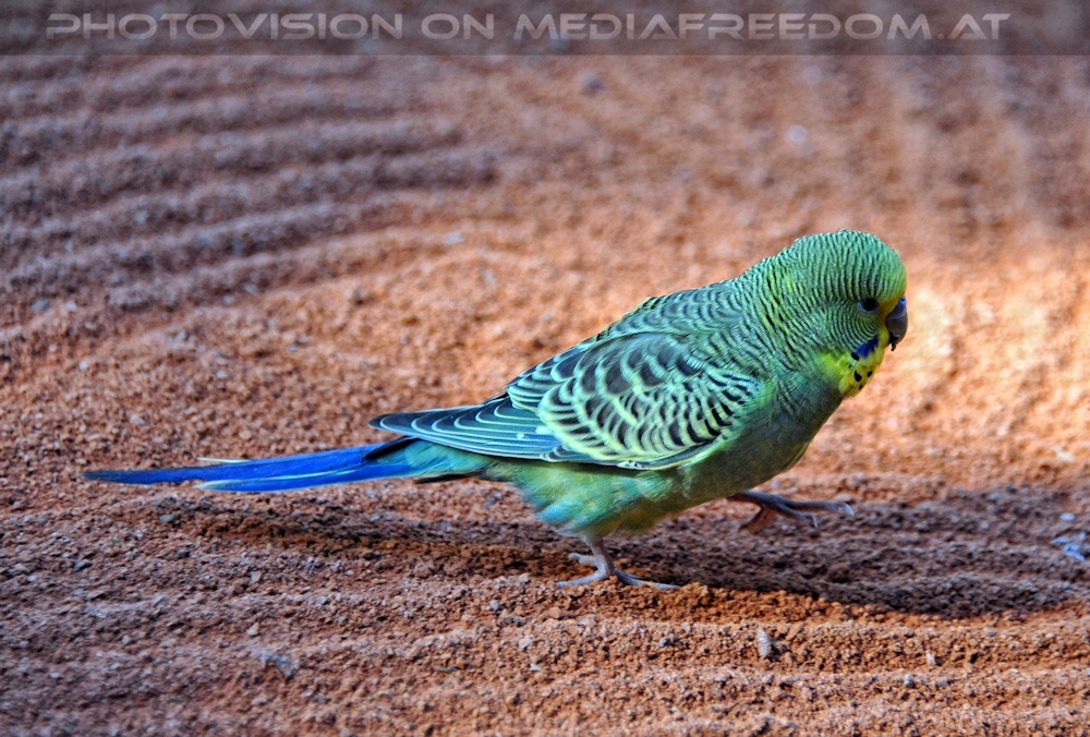 Sittich 01 - Tiergarten - Schönbrunn
