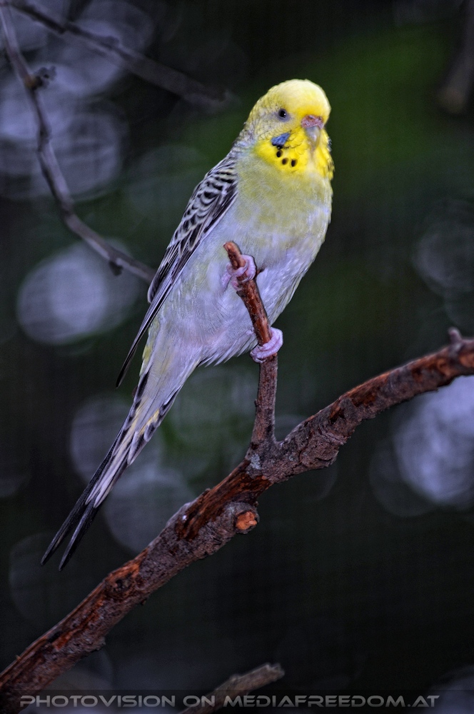 Sittiche 4 - Schönbrunn - Tiergarten