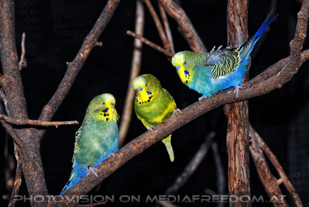 Sittiche - Schönbrunn - Tiergarten