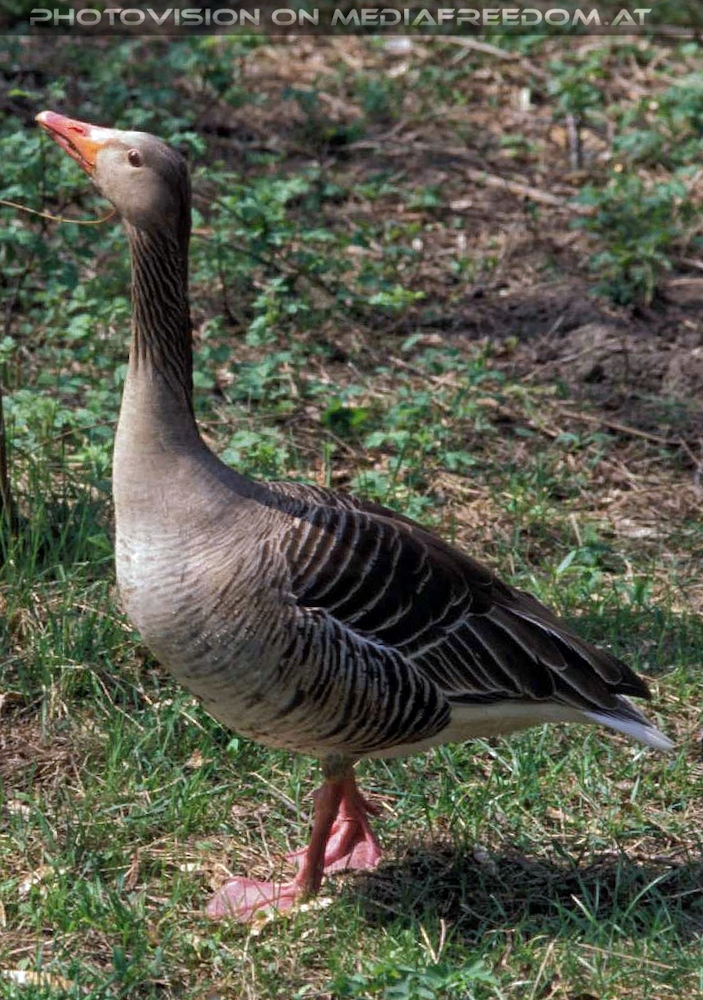 Wildgänse 1 - Parmhagen - Tierpark