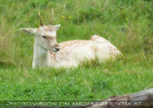 Weisses Reh - Lainzer Tiergarten