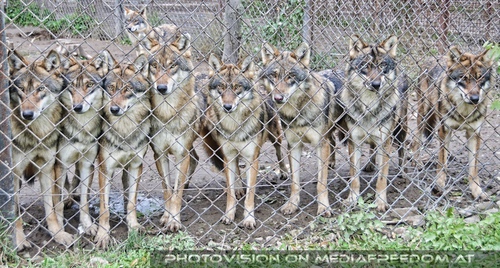 Das ganze Rudel - Zoo Bratislava