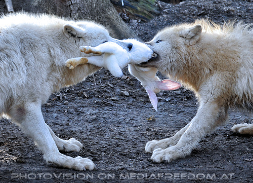 Polarwolf Fütterung 08 - Tiergarten - Schönbrunn