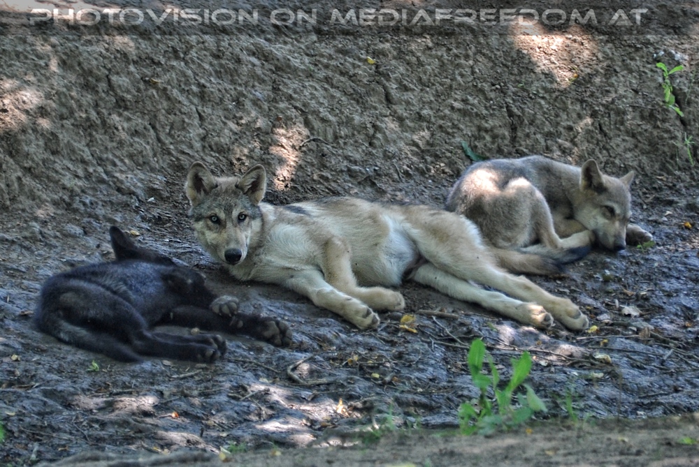 Erwachende Wolfswelpen - Wildpark Ernstbrunn - WSC