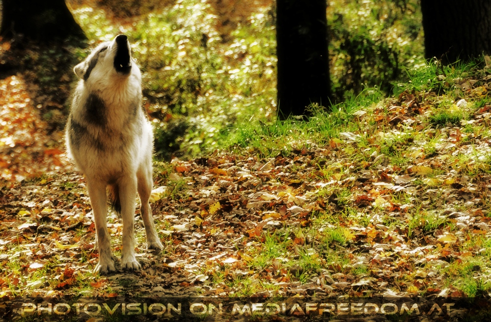 Heulender Wolf - Ernstbrunn - Wildpark