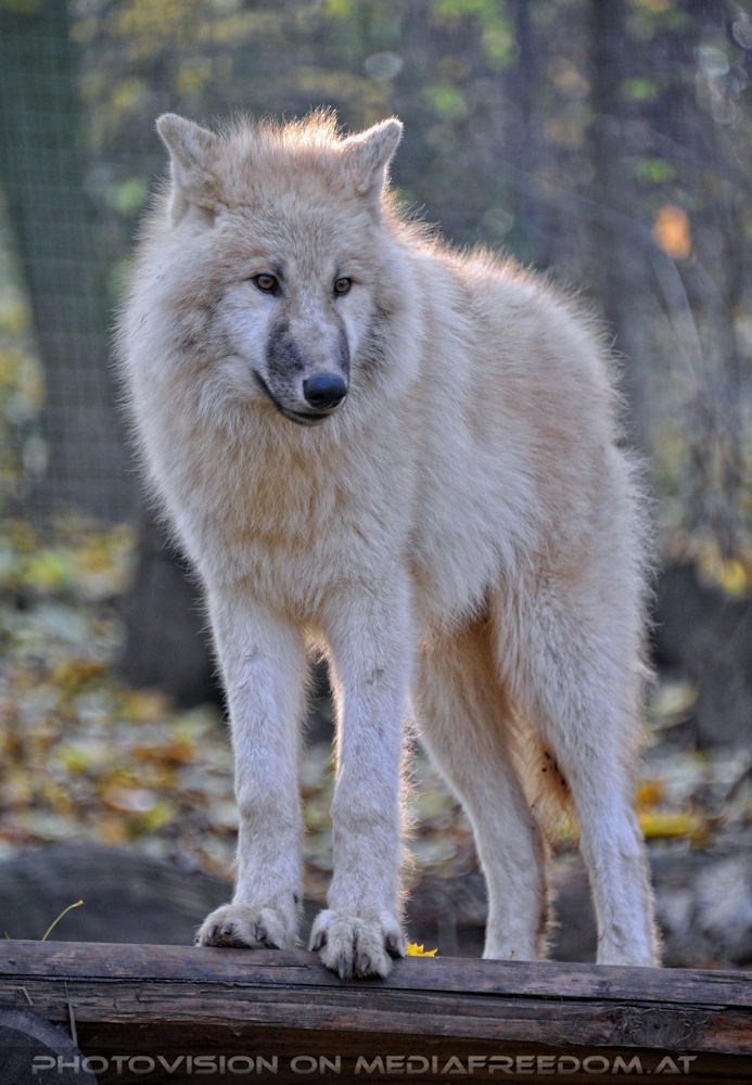 Polarwolf 03 - Tiergarten Schönbrunn