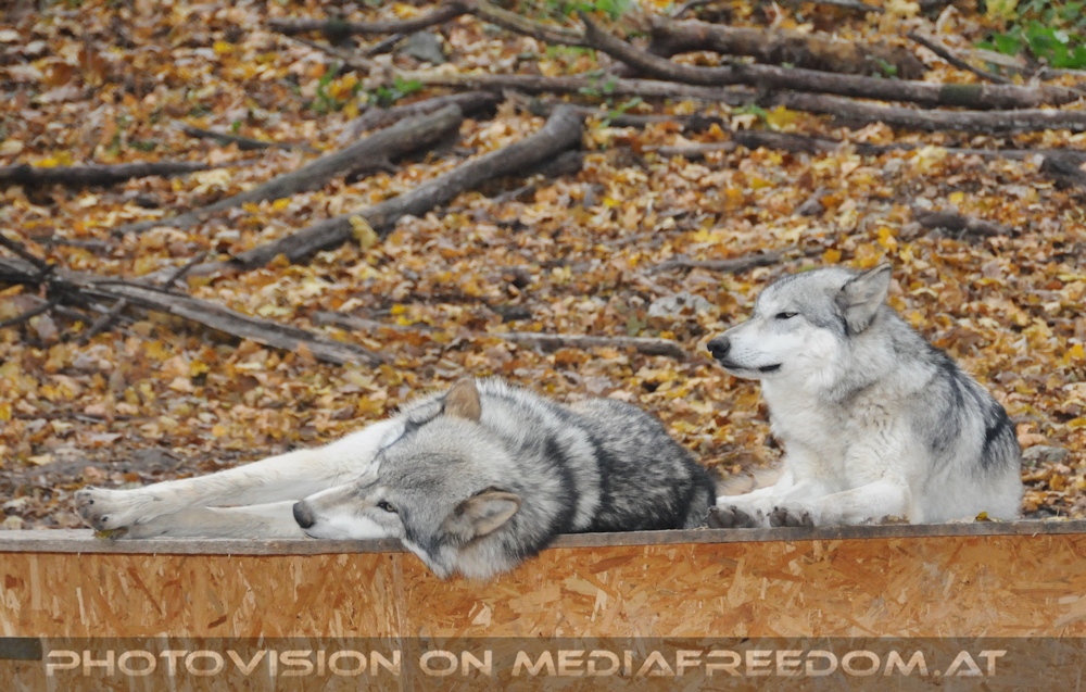 Wolf Duo - Ernstbrunn - Wildpark