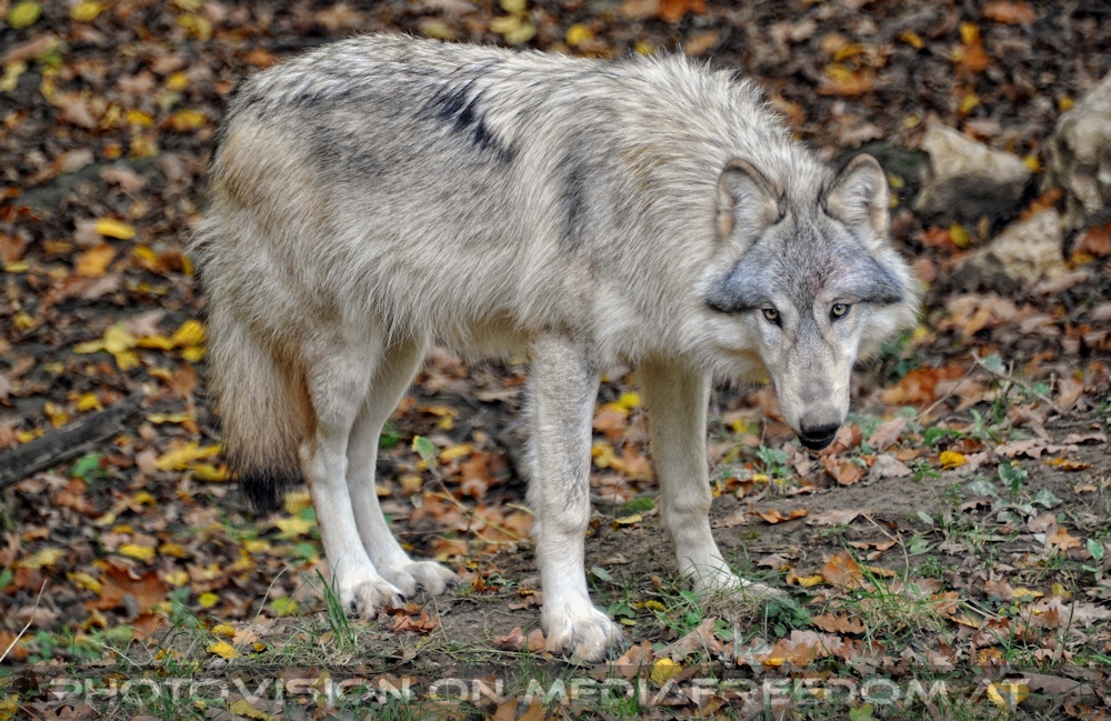 Wolf Science Center 21 - Wildpark Ernstbrunn - WSC