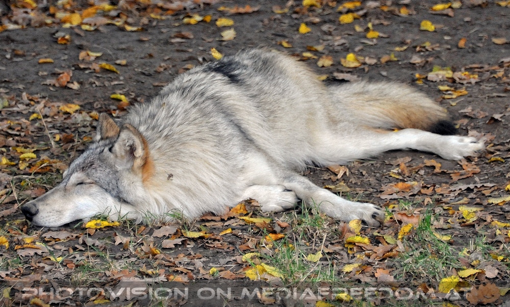 Wolf Science Center 31 - Wildpark Ernstbrunn - WSC