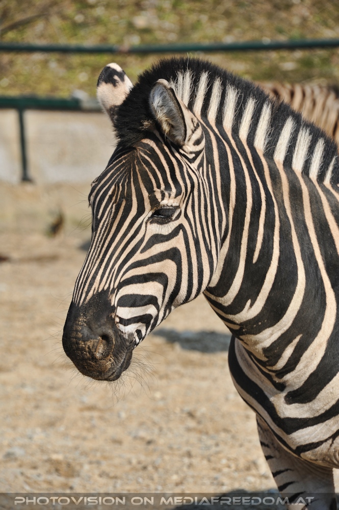 Zebra Portrait - Zoo Bratislava