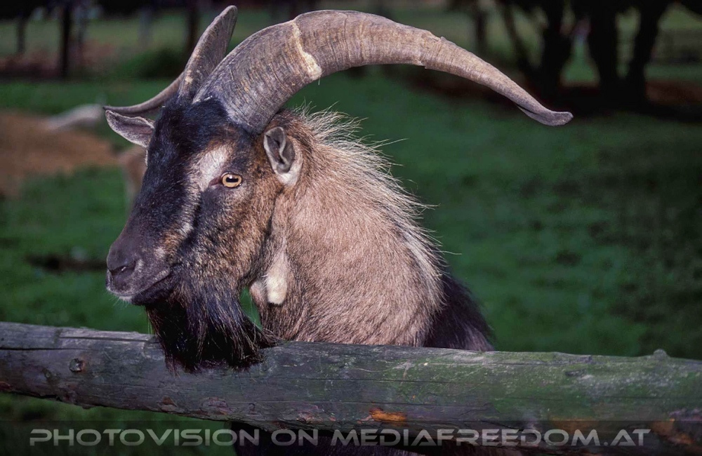 Ziegenbock - Wolfsgraben - Tierpark